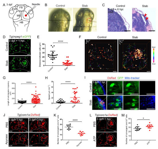 Macrophages Rapidly Seal off the Punctured Zebrafish Larval Brain through a Vital Honeycomb ...