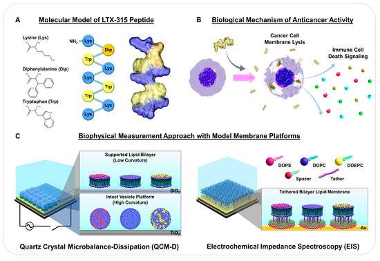 Biophysical Characterization of LTX-315 Anticancer Peptide Interactions ...