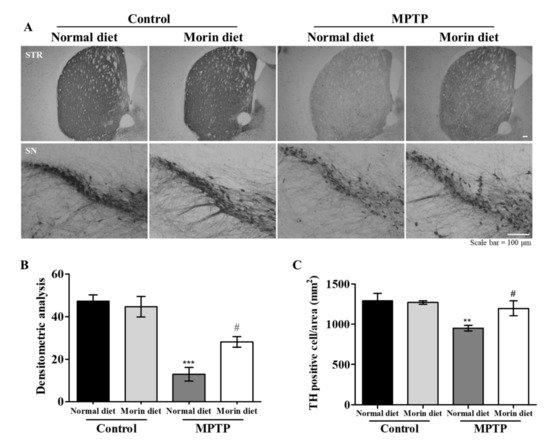 Anti-Inflammatory and Neuroprotective Effects of Morin in an MPTP ...