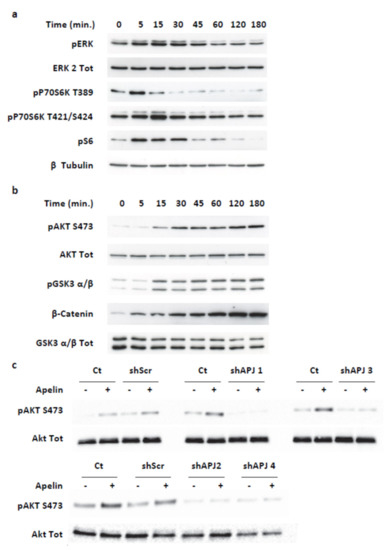 Upregulated Apelin Signaling in Pancreatic Cancer Activates Oncogenic ...