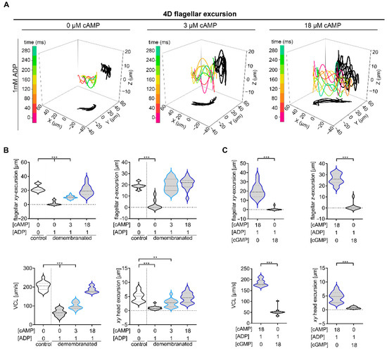 cAMP and the Fibrous Sheath Protein CABYR (Ca2+-Binding Tyrosine ...