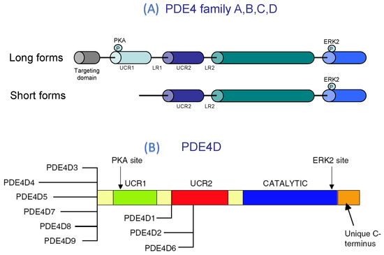 The Complexity and Multiplicity of the Specific cAMP Phosphodiesterase ...