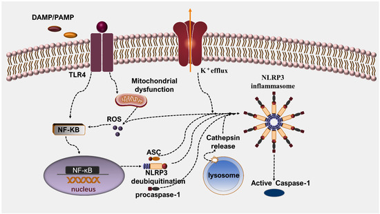 NLRP3 Inflammasome/Pyroptosis: A Key Driving Force in Diabetic ...