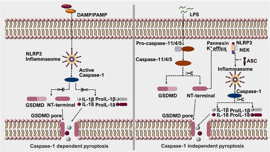 IJMS | Free Full-Text | NLRP3 Inflammasome/Pyroptosis: A Key Driving Force in Diabetic ...