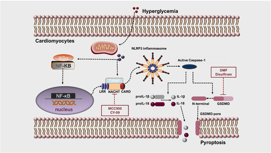IJMS | Free Full-Text | NLRP3 Inflammasome/Pyroptosis: A Key Driving Force in Diabetic ...