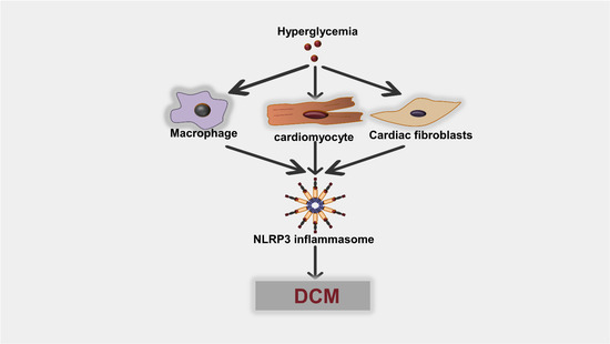 IJMS | Free Full-Text | NLRP3 Inflammasome/Pyroptosis: A Key Driving Force in Diabetic ...