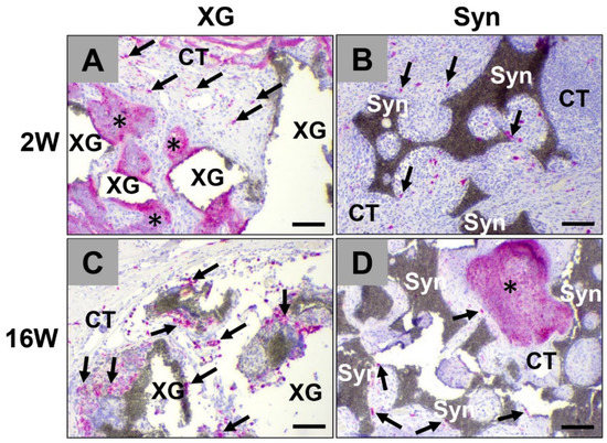In Vivo Analysis of the Regeneration Capacity and Immune Response to ...