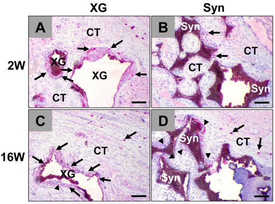 In Vivo Analysis of the Regeneration Capacity and Immune Response to ...