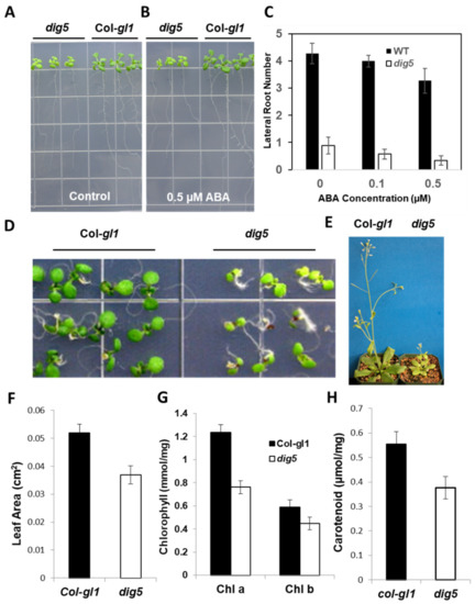 The Plastidial DIG5 Protein Affects Lateral Root Development by ...