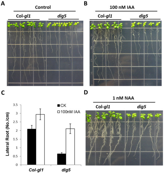 The Plastidial DIG5 Protein Affects Lateral Root Development by ...