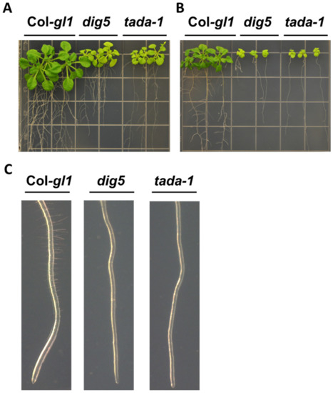 The Plastidial DIG5 Protein Affects Lateral Root Development by ...