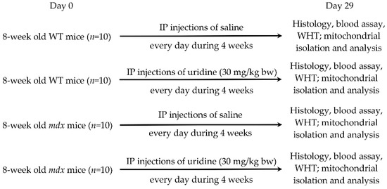 The Effect of Uridine on the State of Skeletal Muscles and the ...