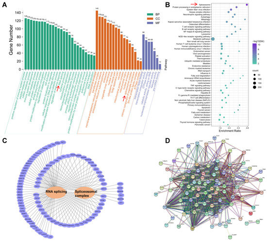 Transcriptome Analyses Reveal Essential Roles of Alternative Splicing ...