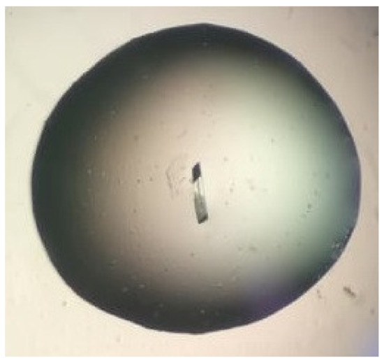 IJMS | Free Full-Text | Protein Crystals Nucleated and Grown by Means ...