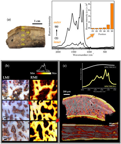 Raman Spectra and Ancient Life: Vibrational ID Profiles of Fossilized ...