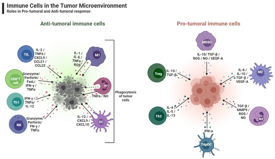 Immune Tumor Microenvironment in Ovarian Cancer Ascites