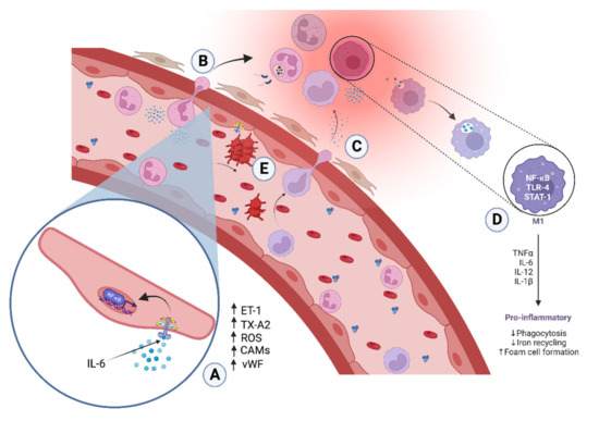 Involvement of Inflammation and Its Resolution in Disease and Therapeutics