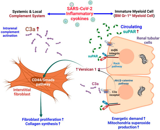 IJMS | Free Full-Text | The Perspective of Vitamin D on suPAR-Related ...
