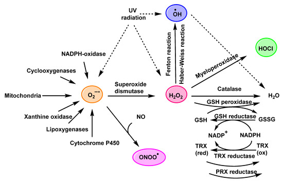 Hypochlorous Acid Chemistry in Mammalian Cells—Influence on Infection ...