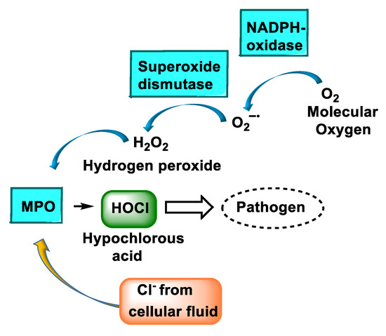 Hypochlorous Acid Chemistry in Mammalian Cells—Influence on Infection ...