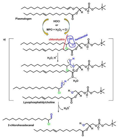 Hypochlorous Acid Chemistry in Mammalian Cells—Influence on Infection ...