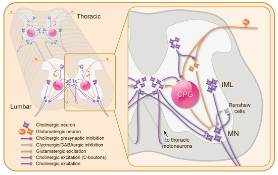 Cholinergic Modulation of Locomotor Circuits in Vertebrates