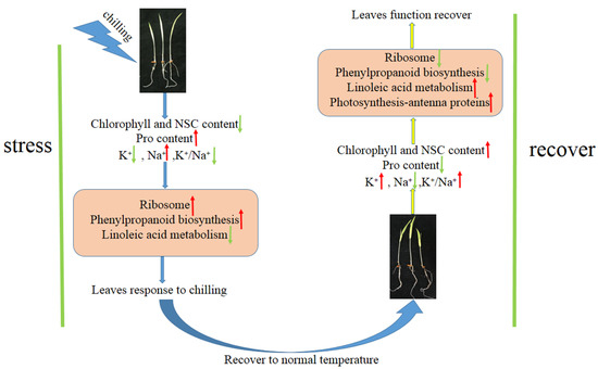 Transcriptome Analysis of the Responses of Rice Leaves to Chilling and ...