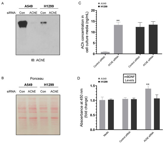 IJMS | Free Full-Text | Regulation of the Soluble Amyloid Precursor ...