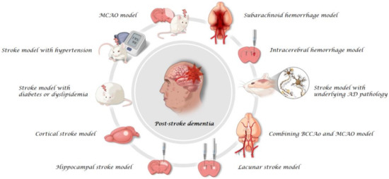 Rodent Models of Post-Stroke Dementia