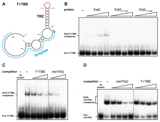 Ijms Free Full Text Functional Interactions Of Kluyveromyces Lactis
