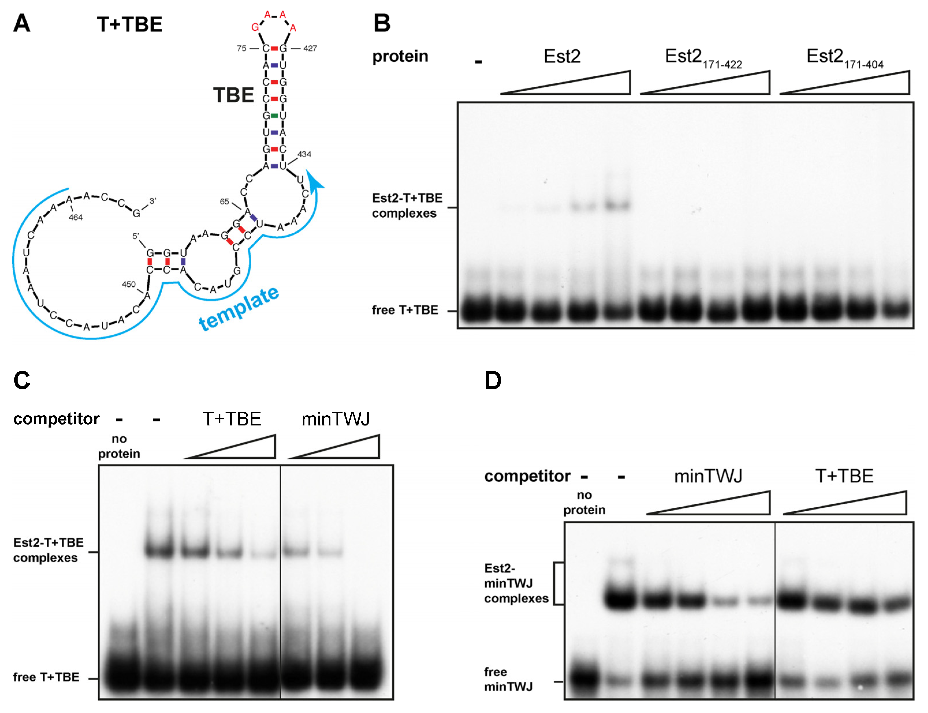 Ijms Free Full Text Functional Interactions Of Kluyveromyces Lactis