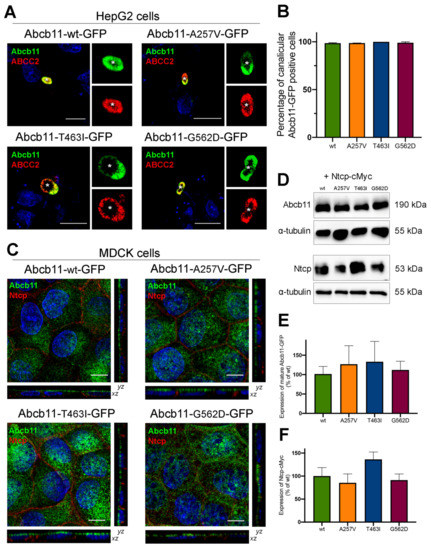 IJMS | Free Full-Text | In Vitro Rescue of the Bile Acid Transport ...