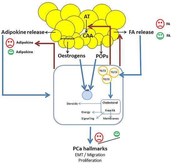 Interplay between Prostate Cancer and Adipose Microenvironment: A ...