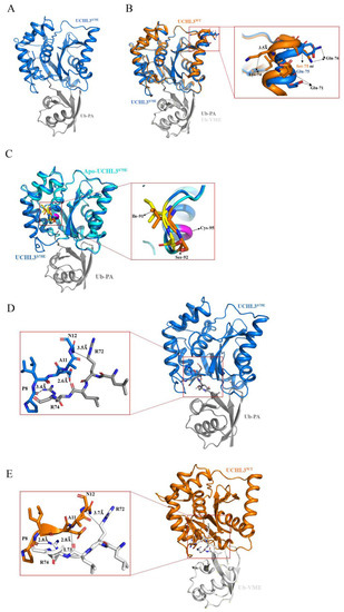 Structural Insights into the Phosphorylation-Enhanced Deubiquitinating ...