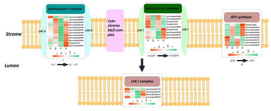 Transcriptome Sequencing and Metabolome Analysis Reveals the Molecular ...