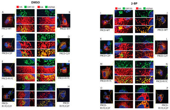 R17C Mutation in Photoreceptor Disc-Specific Protein, PRCD, Results in ...