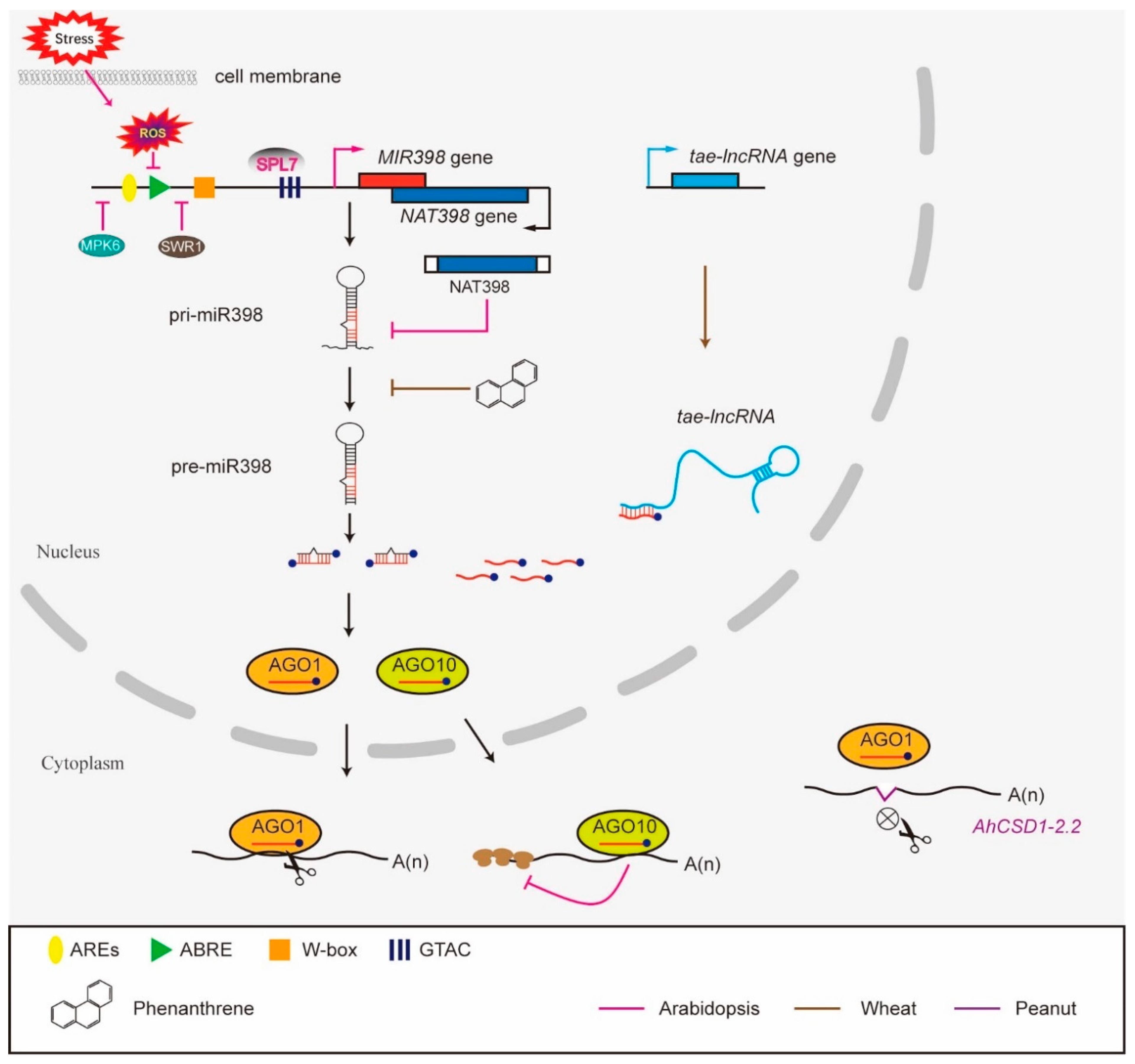 MicroRNA398: A Master Regulator of Plant Development and Stress Responses