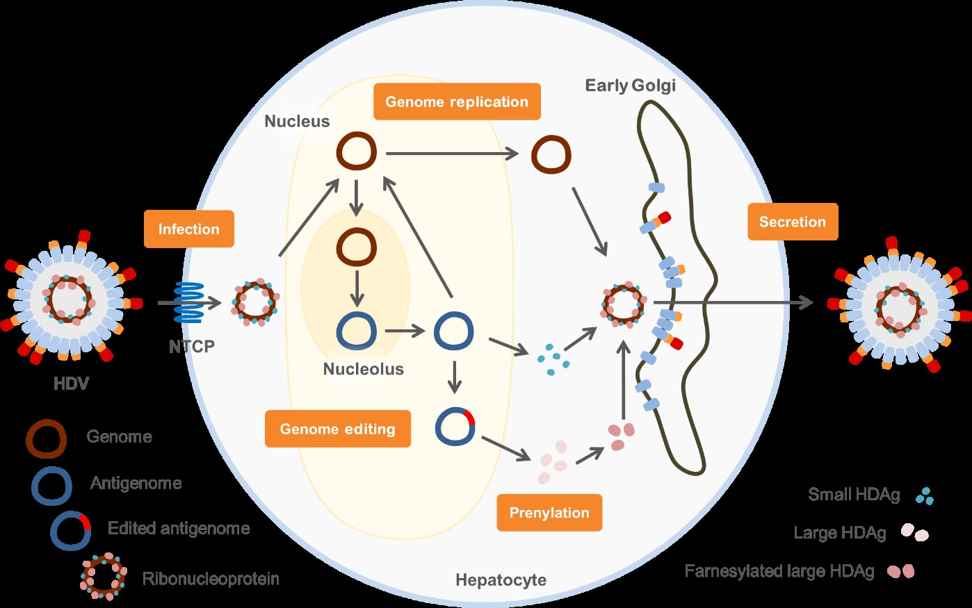 IJMS | Free Full-Text | Medical Advances in Hepatitis D Therapy: Molecular Targets