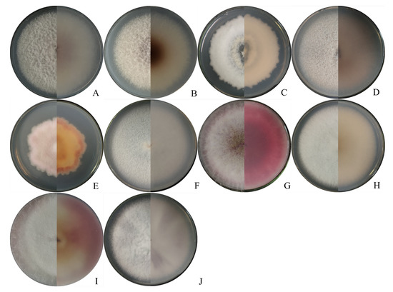 Identification, Pathogenicity, and Genetic Diversity of Fusarium spp ...