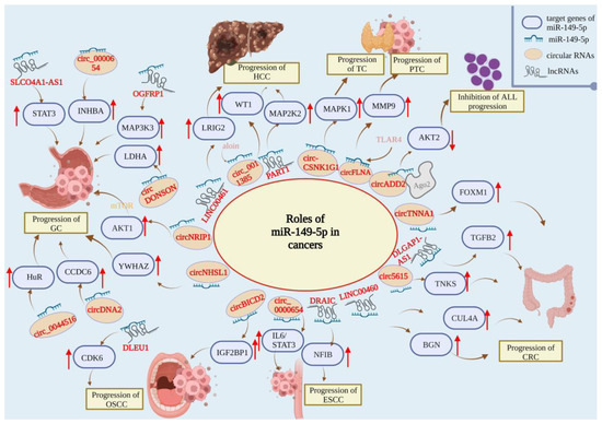 Tumor-Suppressive and Oncogenic Roles of microRNA-149-5p in Human Cancers