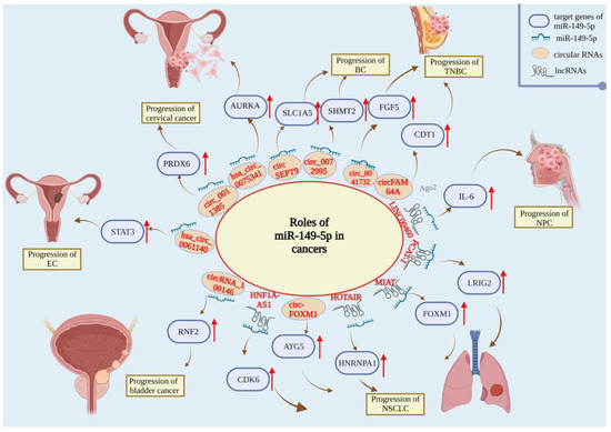 Tumor-Suppressive and Oncogenic Roles of microRNA-149-5p in Human Cancers