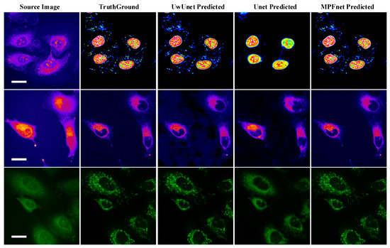 Multiple Parallel Fusion Network for Predicting Protein Subcellular Localization from Stimulated ...