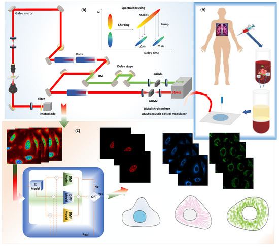 Multiple Parallel Fusion Network for Predicting Protein Subcellular Localization from Stimulated ...