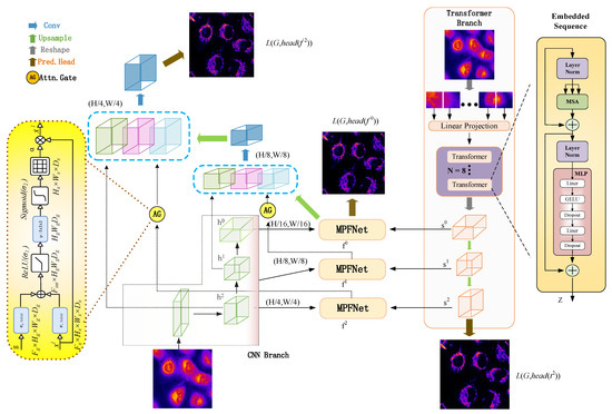 Multiple Parallel Fusion Network for Predicting Protein Subcellular Localization from Stimulated ...