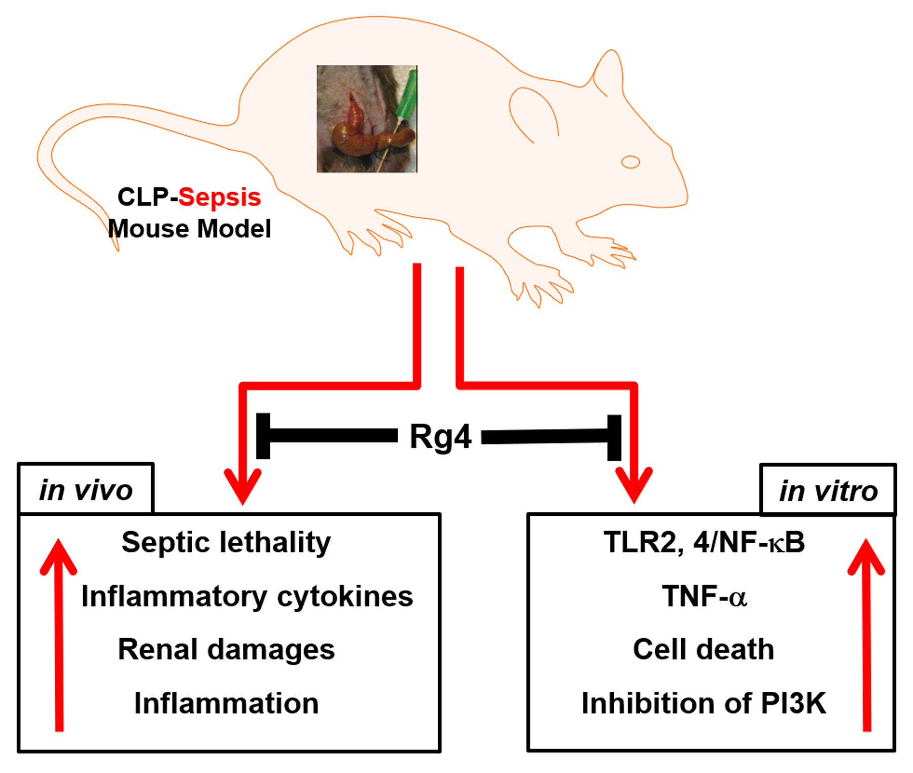 IJMS | Free Full-Text | Inhibitory Activities of Rare Ginsenoside Rg4 on Cecal Ligation and ...