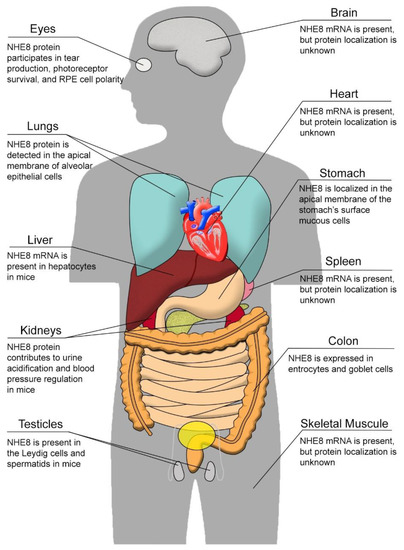 The Physiological Function and Potential Role of the Ubiquitous Na+/H+ ...