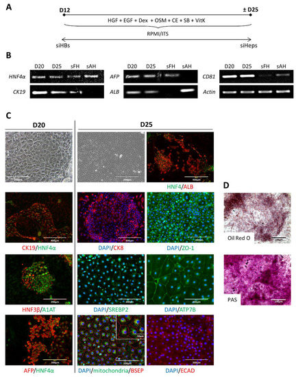 IJMS | Free Full-Text | Successful Derivation of Hepatoblasts ...