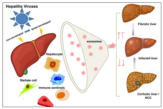 IJMS | Free Full-Text | Hepatitis Viruses Control Host Immune Responses by Modifying the ...