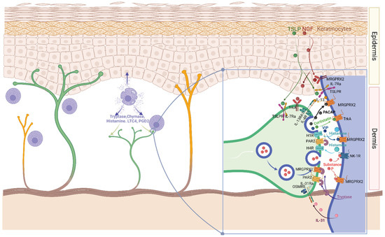 How “Neuronal” Are Human Skin Mast Cells?