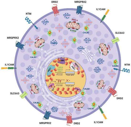 How “Neuronal” Are Human Skin Mast Cells?